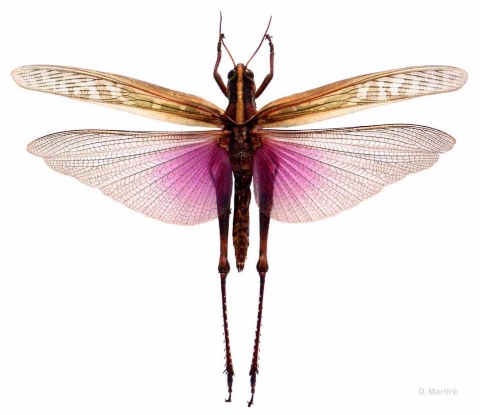 Africa Migratory Locusts - RedLocust